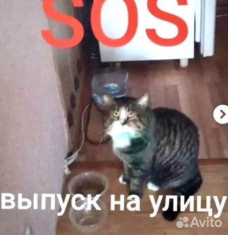 Кот крупный ласковый рискует оказаться на улице