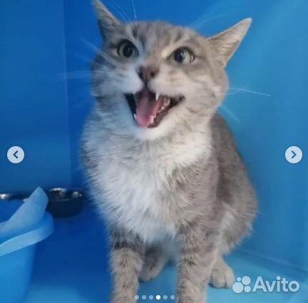 Кошка Ария