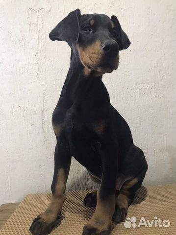 Щенки добермана