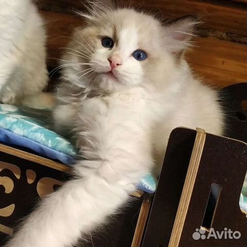 Мальчик рэгдолл