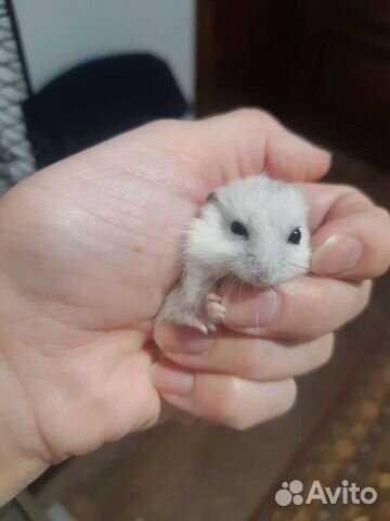 Джунгарский хомяк бесплатно