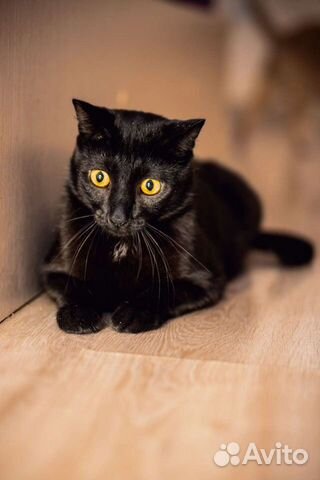 Котик Оникс в добрые руки