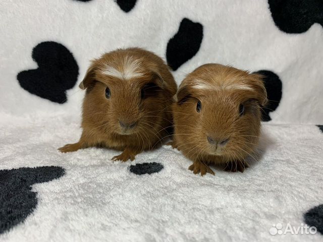 Морские свинки крестед малыши мальчики