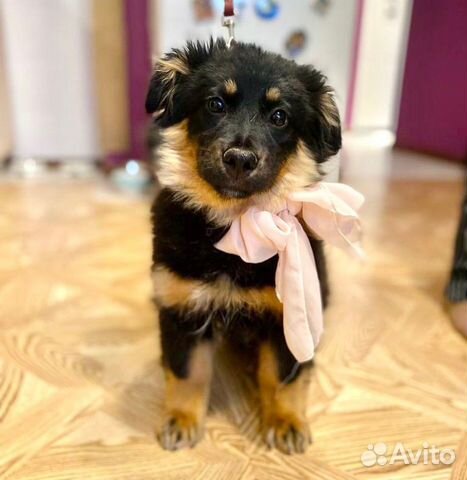 Миниатюрная Бэтти в добрые руки