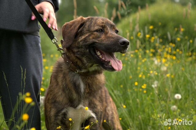 Тигра ищет дом