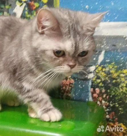 Шотландская девочка очаровашка