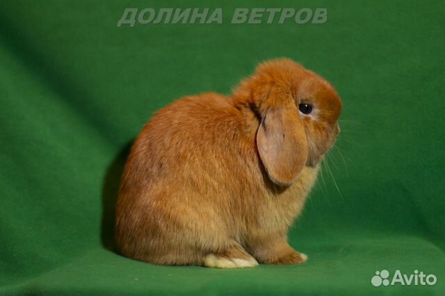 Кролики минилопы разных окрасов