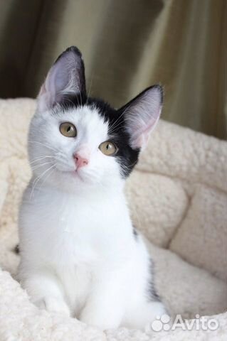 Котенок Тимошка (3,5 мес) в добрые руки
