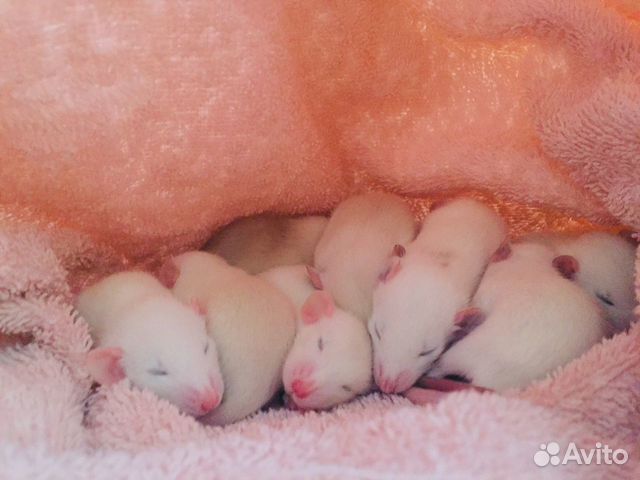 Крыски дамбо