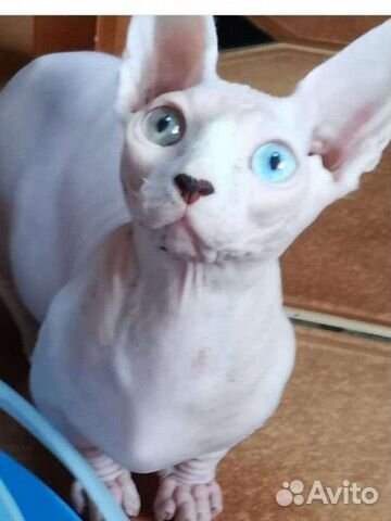 Канадский сфинкс. Бамбино девочка разноглазая