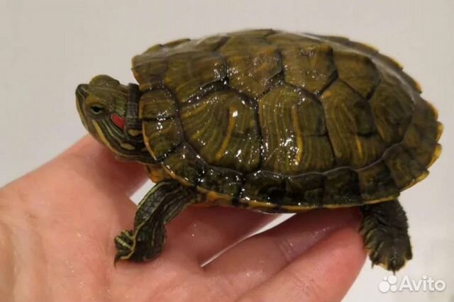 Красноухая черепаха бесплатно