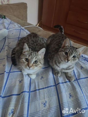 Кошечки в добрые руки