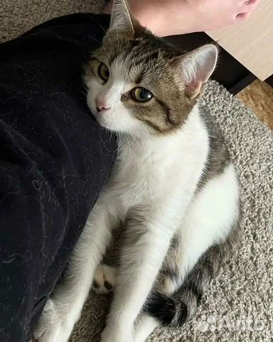 Кошечкав добрые руки