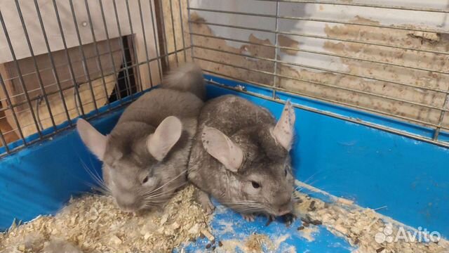 Шиншиллы, девочки