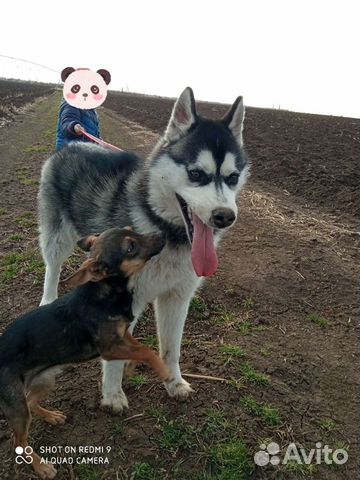 Хаски кобель щенок