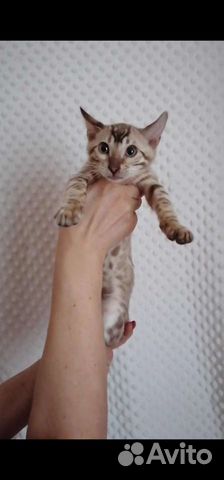 Бенгальские котята