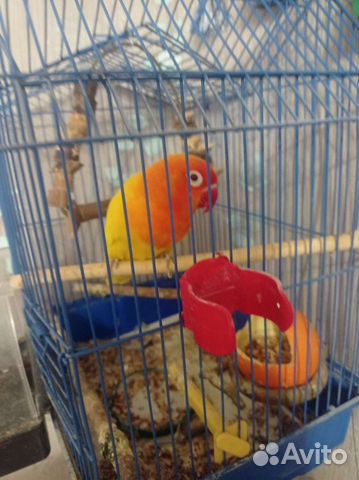 Попугай неразлучник