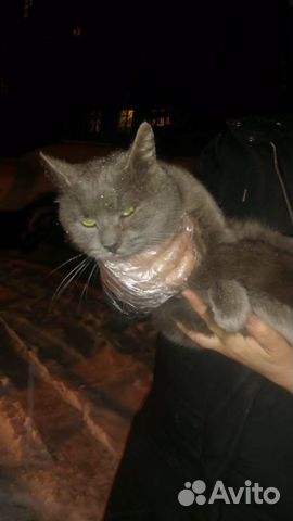 Ласковая кошка в дар
