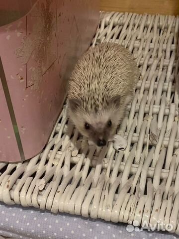 Африканский ежик