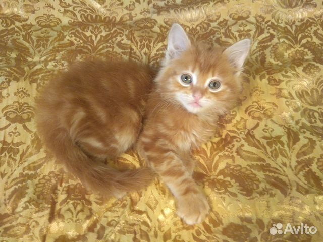 Котенок "Маркиз"