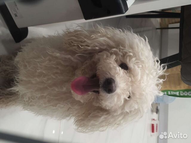 Найдена собака той пудель