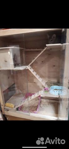 Шиншиллы мама папа и ребенок