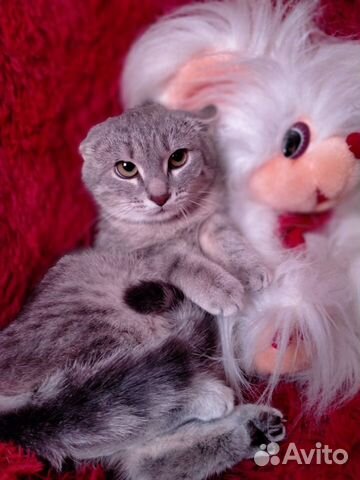 Милые котята в добрую семью