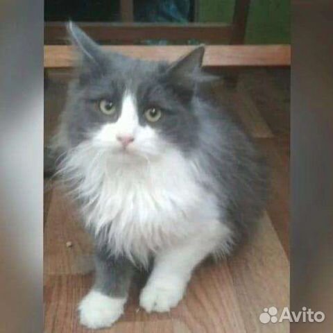 Кошка в дар