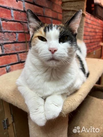 Кошечка Люся 3,5 года