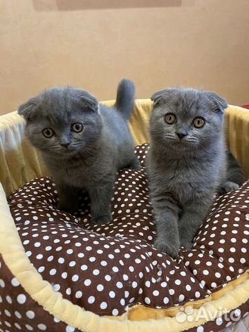 Продаются шотландские вислоухие котята