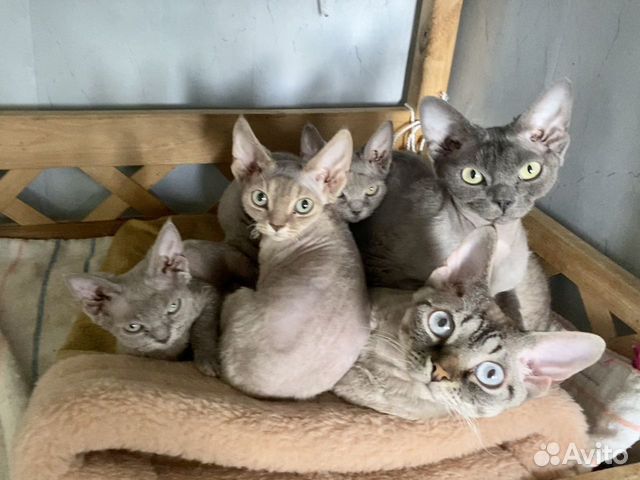 Девон-рекс Голубые и Лиловые Мечты