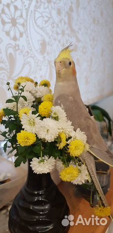 Попугай корелла девочка