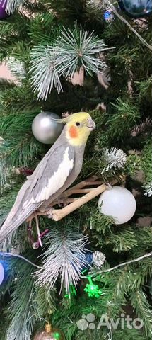 Попугай корелла с клеткой