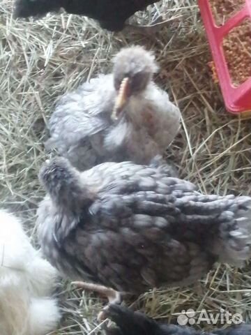 Цыпленок Марана бесплатно