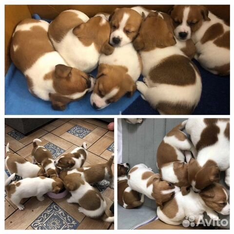 Джек Рассел терьер