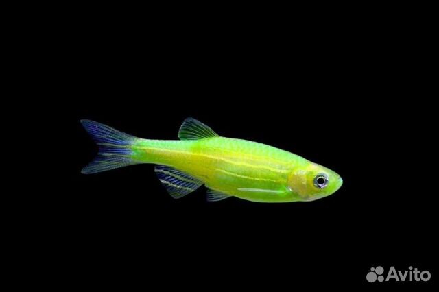 Данио гло-зеленый - Danio rerio "LazerGreen"