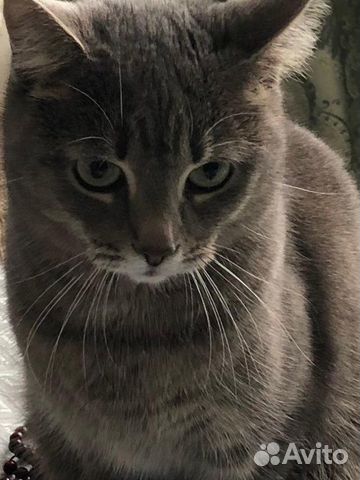 Кошка