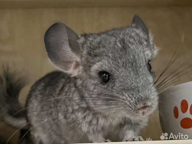 Шиншиллы девочки, 2 месяца