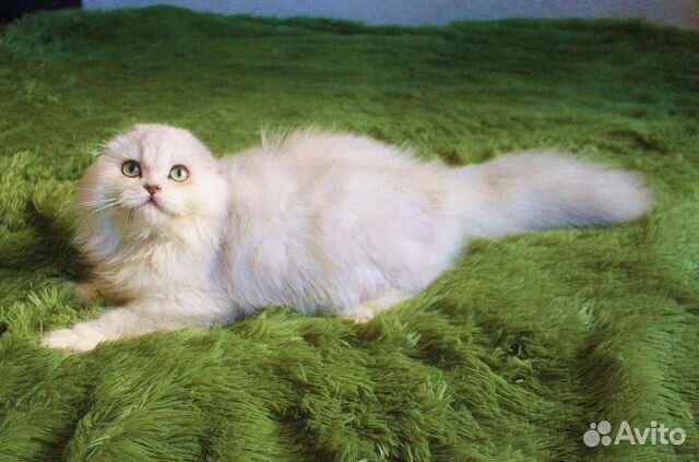 Котик серебристая шиншилла