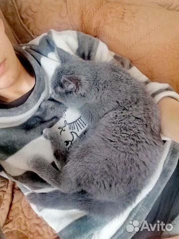 Шотландская кошечка (страйт)