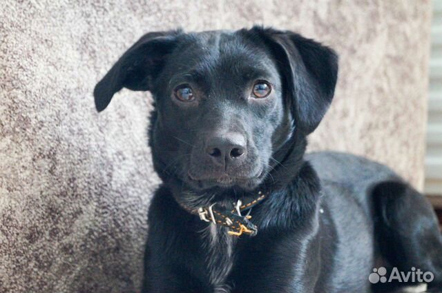 Щенок Стелла в добрые руки