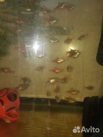 Мальки солнечного(золотого) барбуса