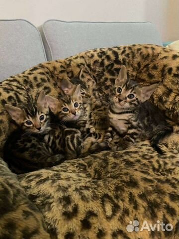 Бенгальские котята