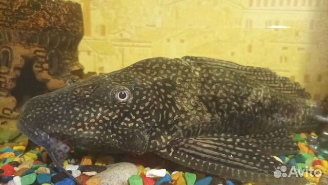 Сомик птеригоплихт