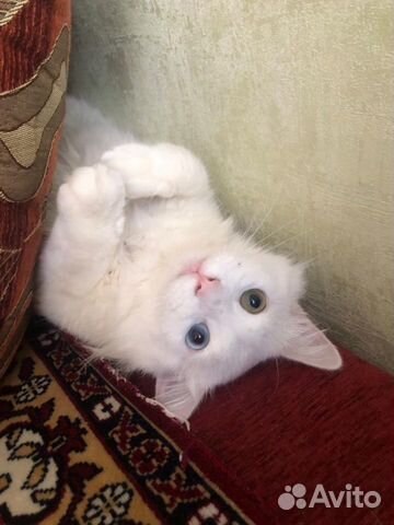 Котик 1,5 г, привит, кастрирован