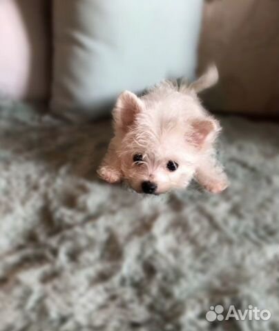 Голлдаст Йорк mini