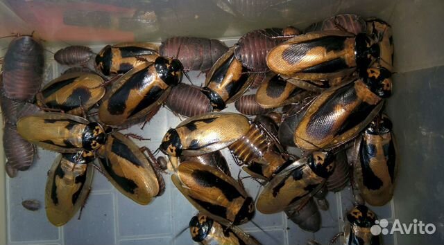 Eublaberus marajoara