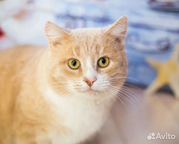 Персик хочет обрести дом