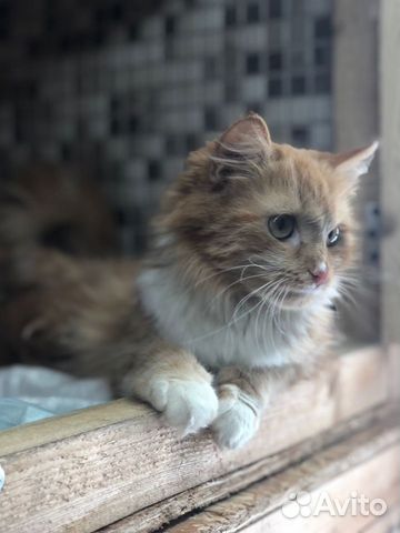 Нежная Рыжуля ищет дом