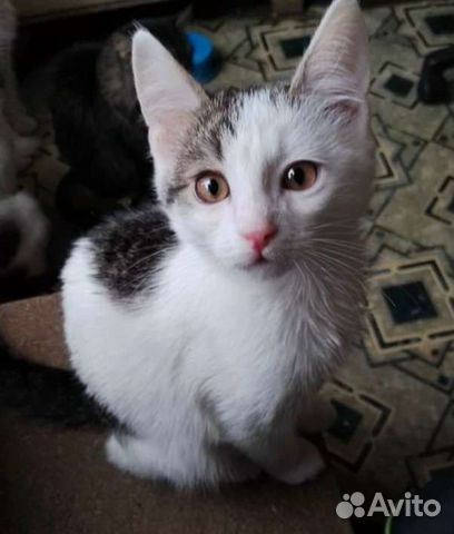 Мегаласковый котенок мальчик 5 месяцев